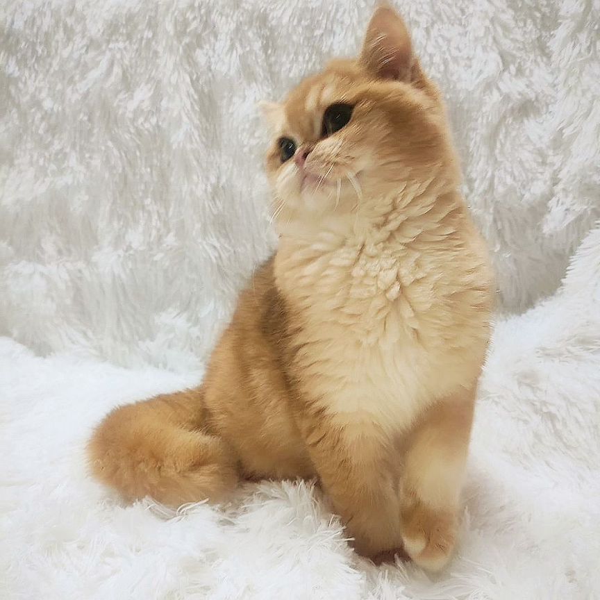 Британский кот Хамер