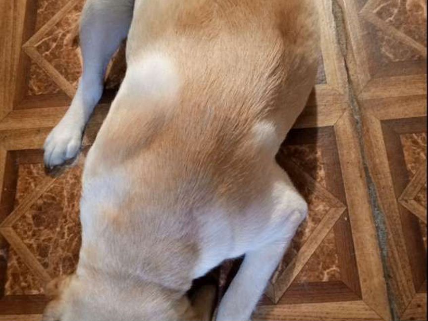 Продам собаку