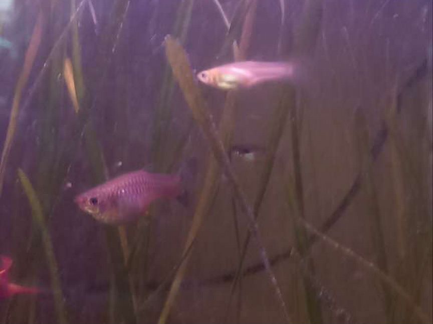 Гупики маленькие мальчики и девочки