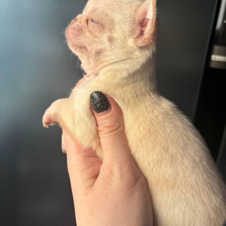 Няшечный мальчик чиxуахуа