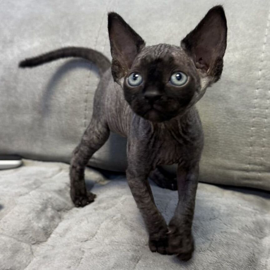 Канадский сфинкс котёнок