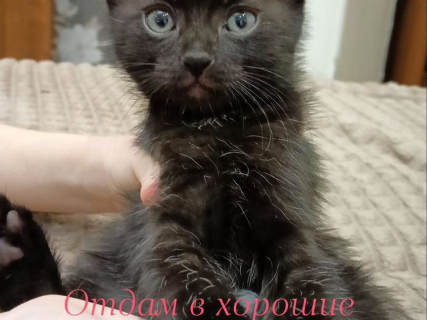 Кошки