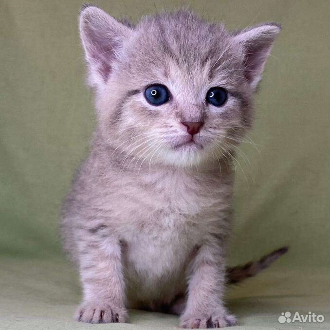 Котёнок (мальчик, 1 месяц) в дар