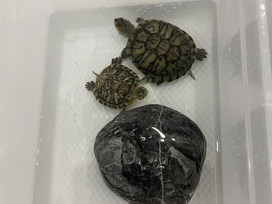 Водные черепахи