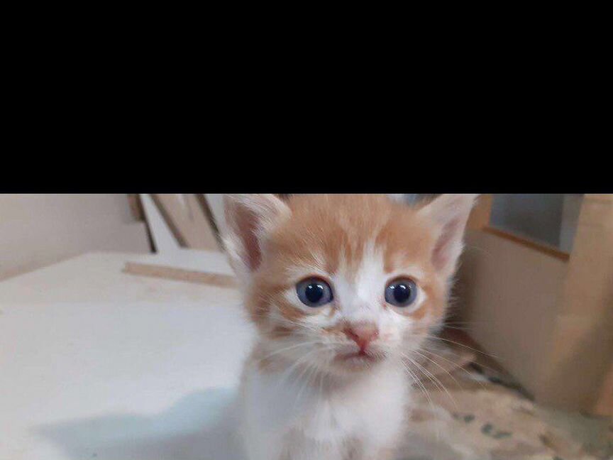 Котенок ярик