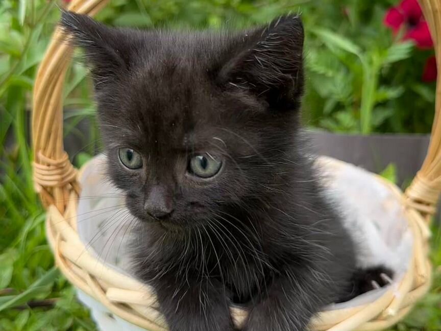 Котята мальчики