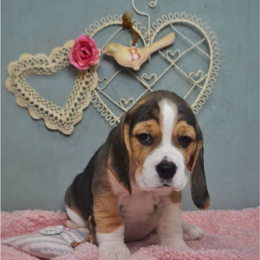 Бигль, щенок