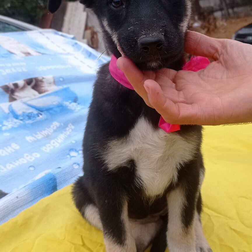 Щенулька-красотулька,2 мес