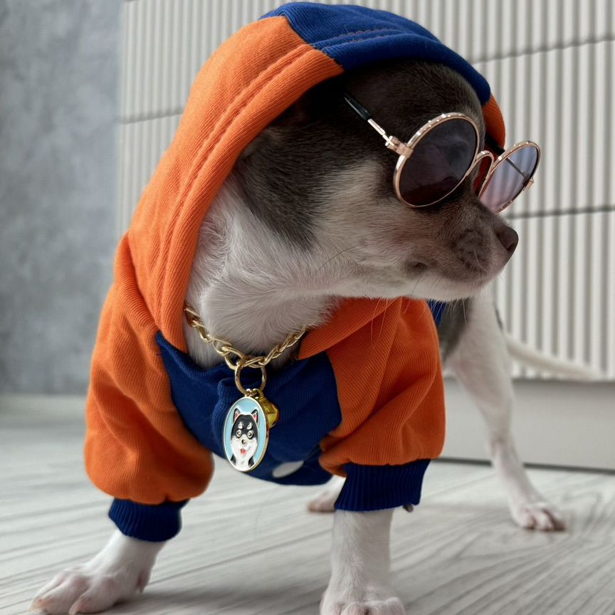 Супер мальчик Чихуахуа