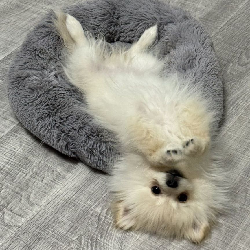 Померанский шпиц, щенок