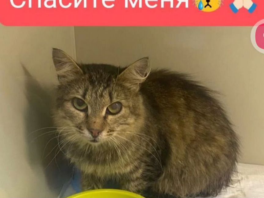 Мокка ищет дом