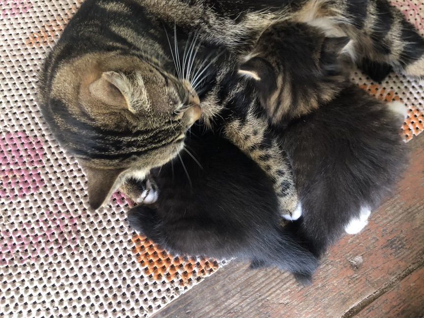 Кошка в дар