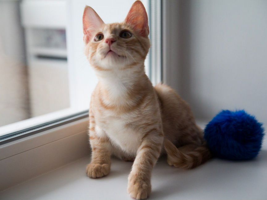 Рыжий котенок в добрые руки