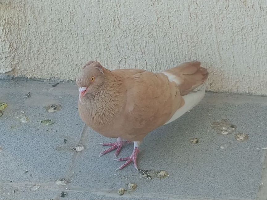 Отдам голубя