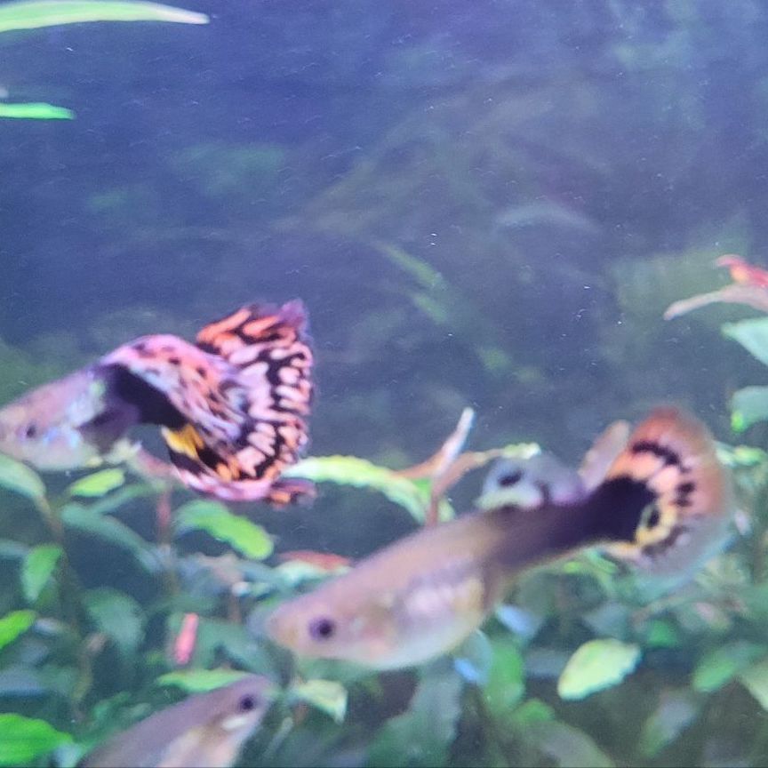 Аквариумные рыбки гуппи