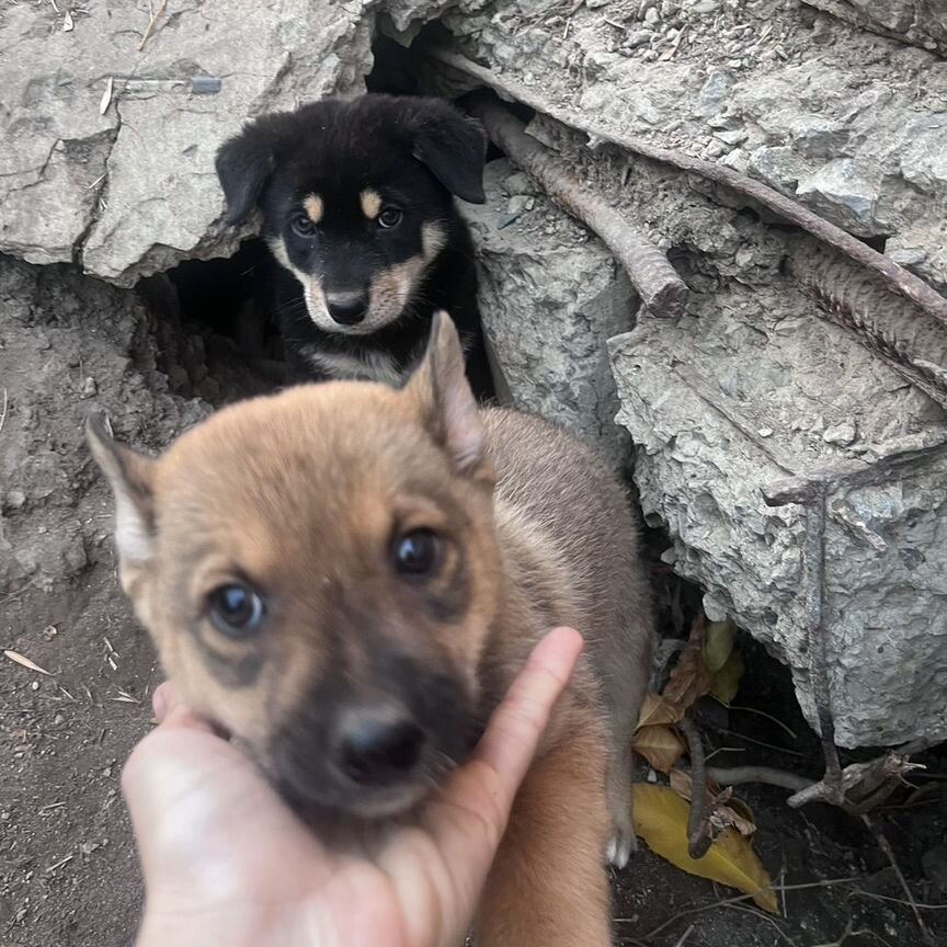Щенки в добрык руки