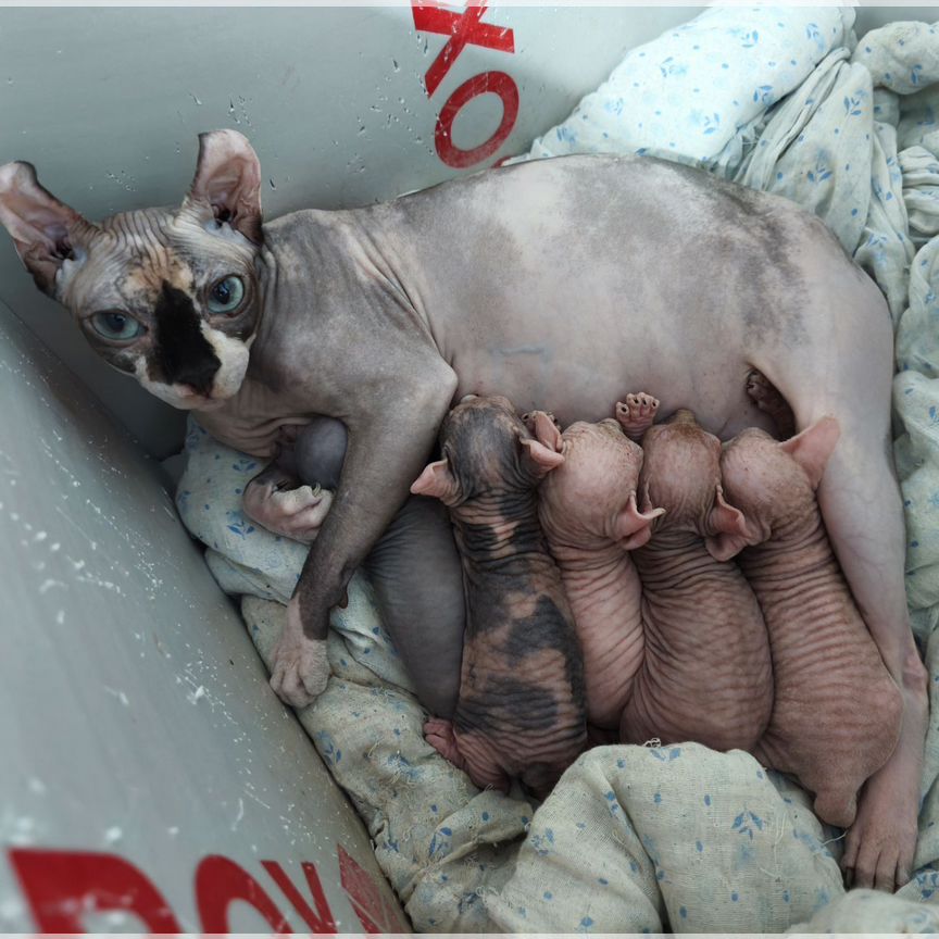 Канадский сфинкс котёнок