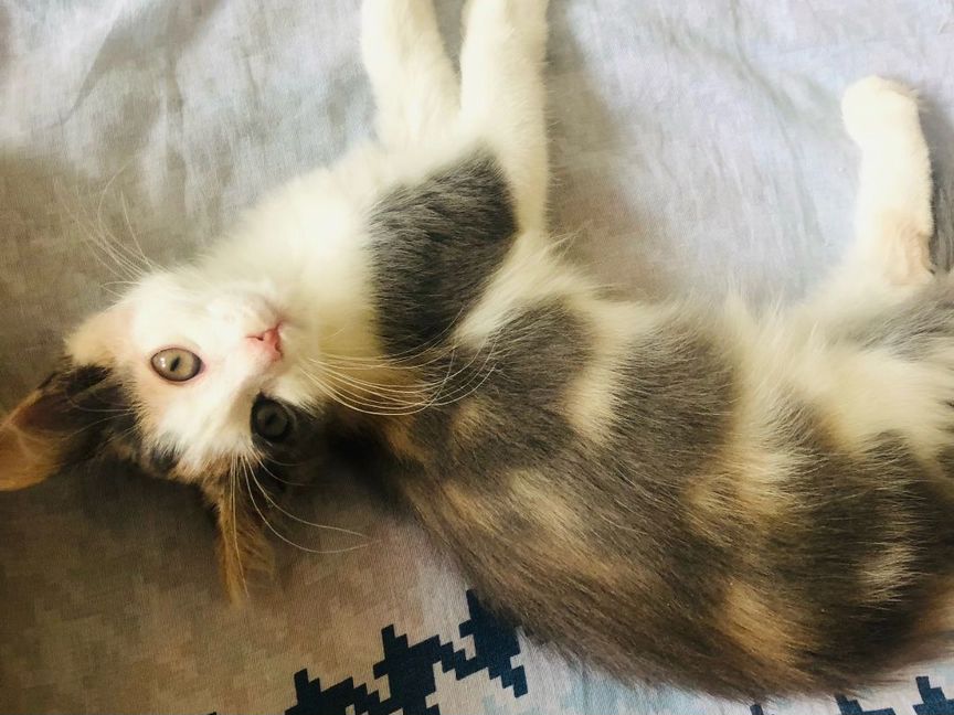 Котенок