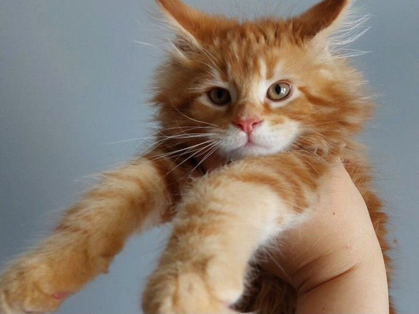 Шикарный котик Мейн-кун