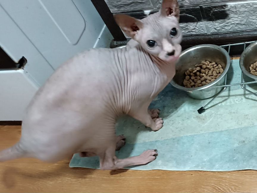 Канадский сфинкс