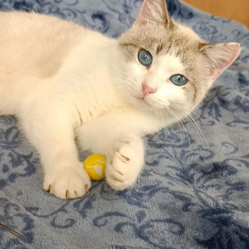 Ласковая кошка с голубыми глазами