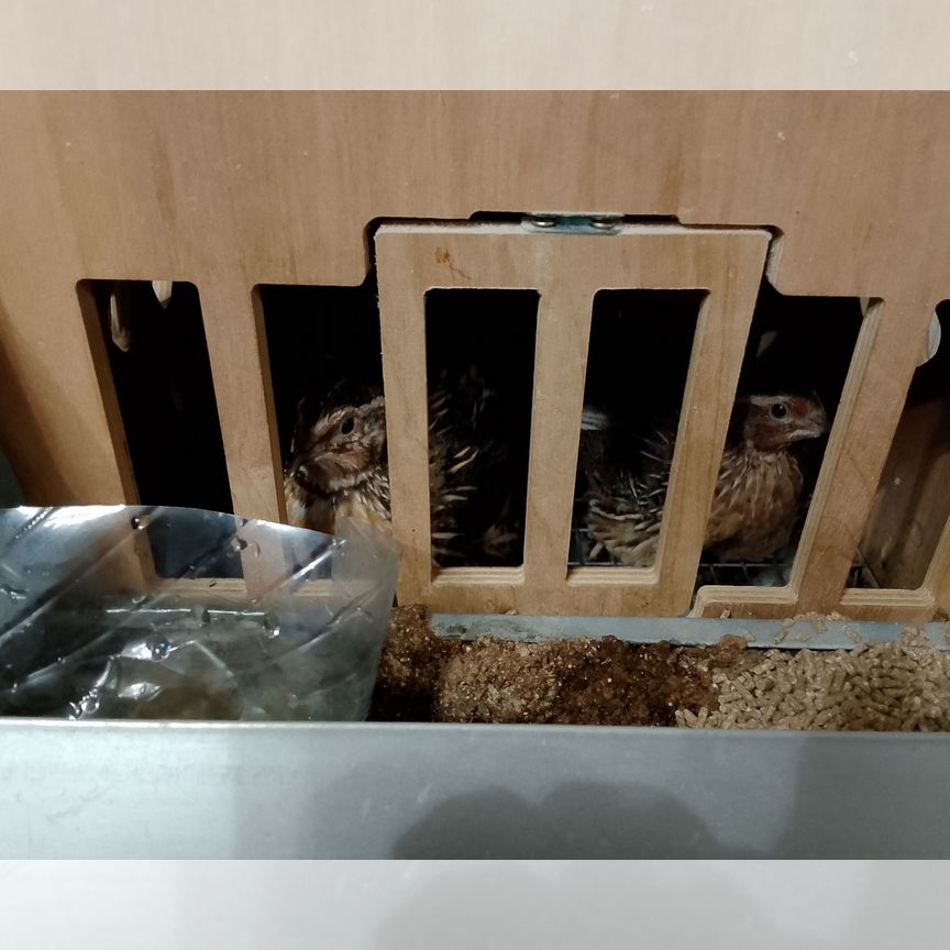 Перепела продажа феникс