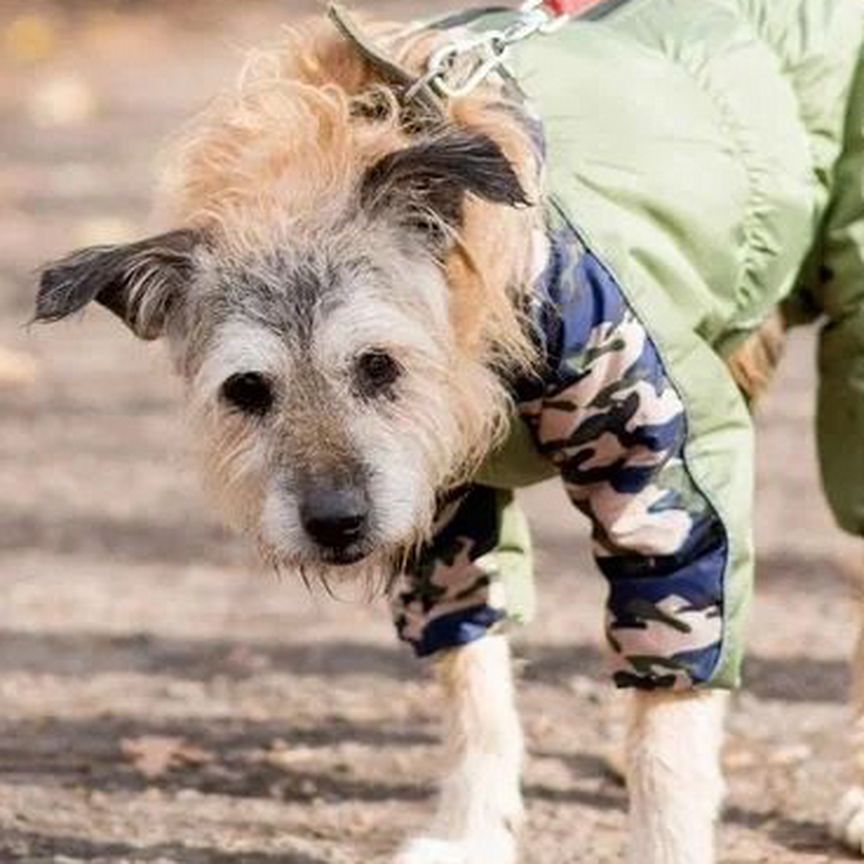 Старый пëс Буравчик ищет дом