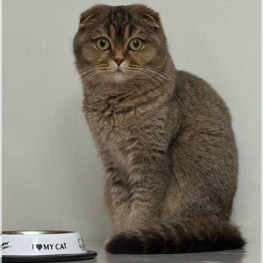 Шотландская вислоухая короткошёрстная кошка, вязка