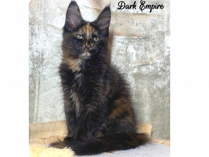 Котята мейн-кун