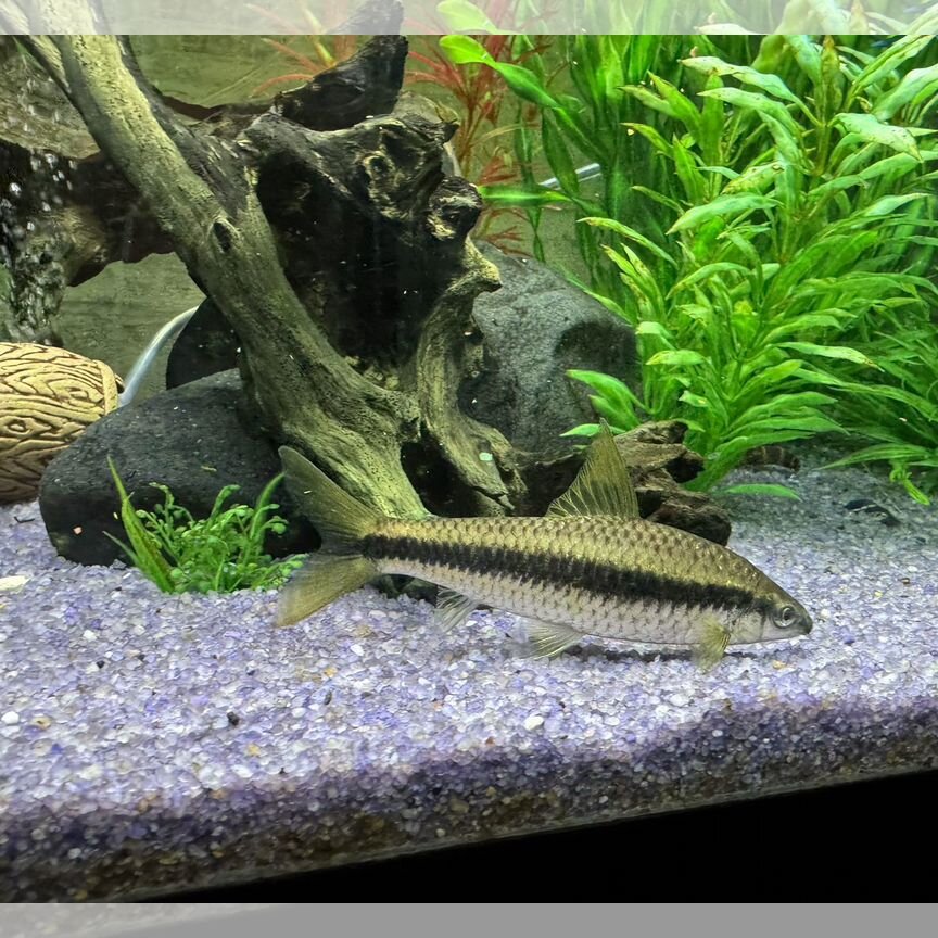 Сиамский водорослеед