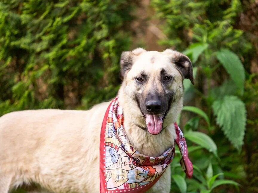 Молодой красавец-пёс никому не нужен