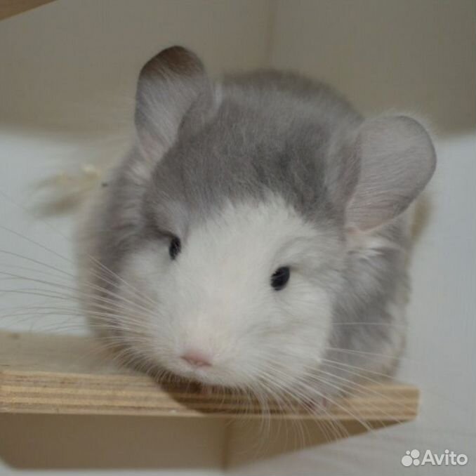Шиншилла редкого окраса