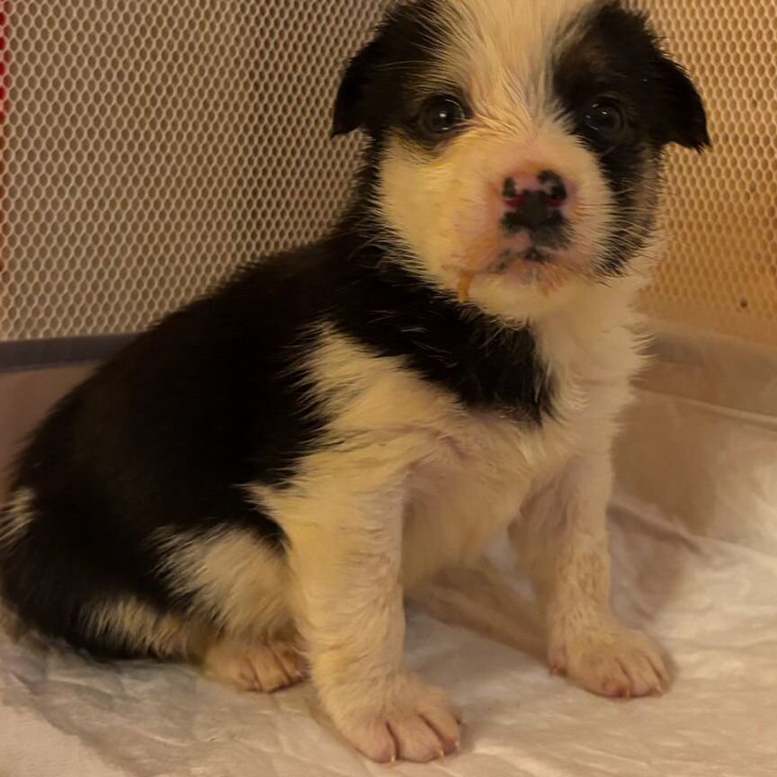 Щенок в добрые руки