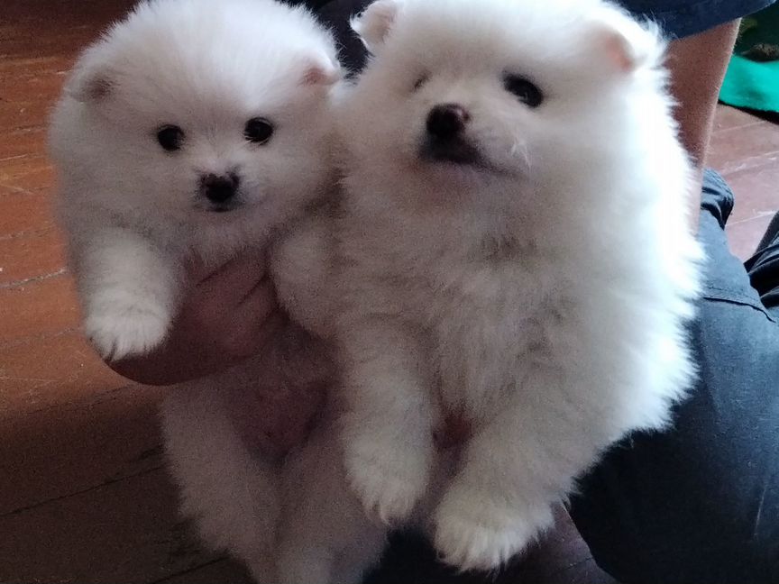 Немецкий щпиц