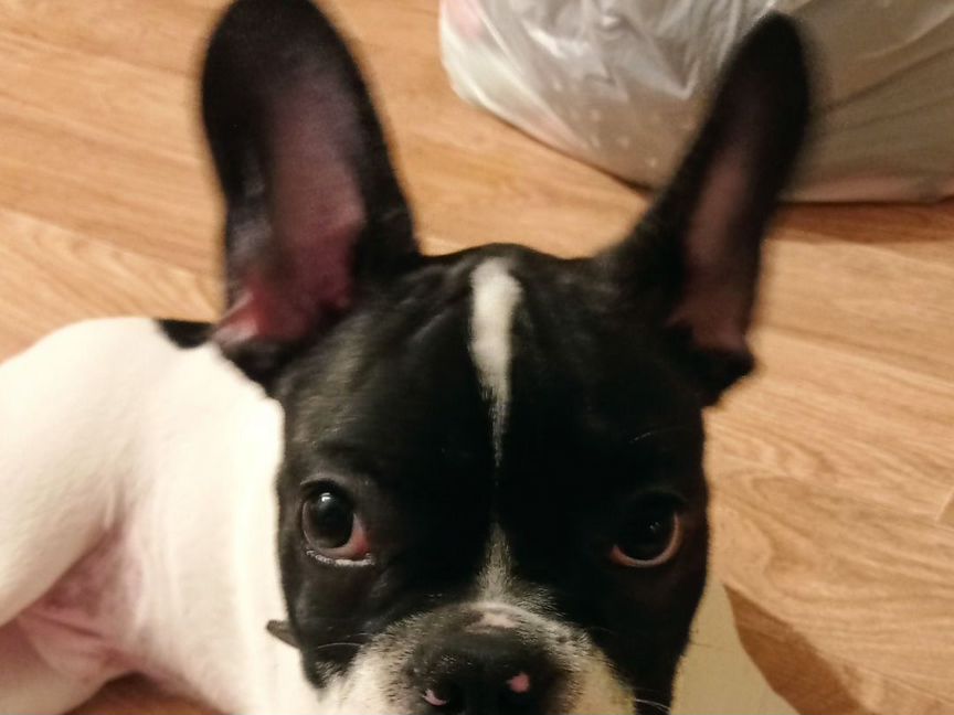 Французский бульдог щенки