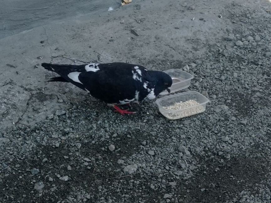Голуби