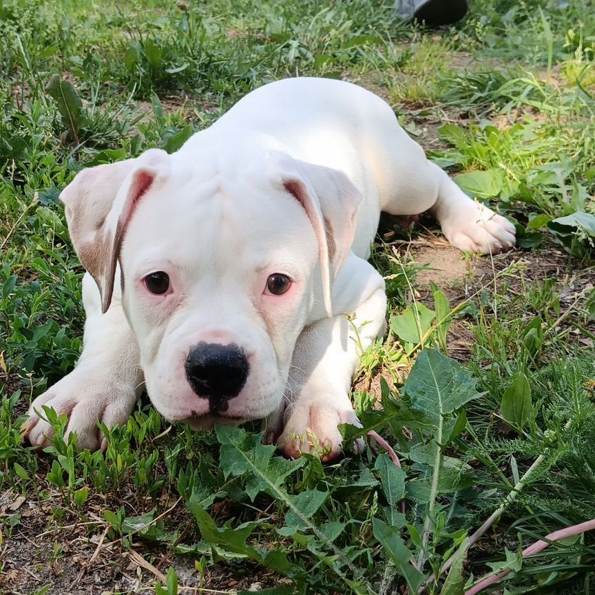 Американский бульдог щенки