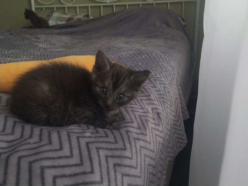 Продам котят