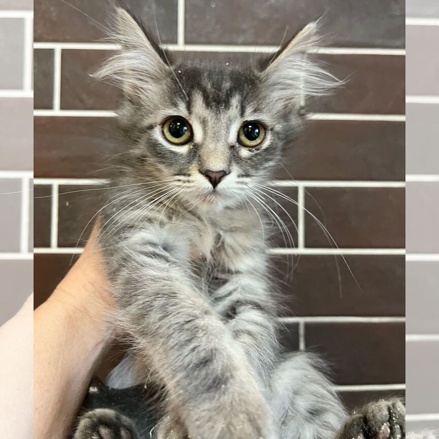 Котенок привитая ласковая мурлыка