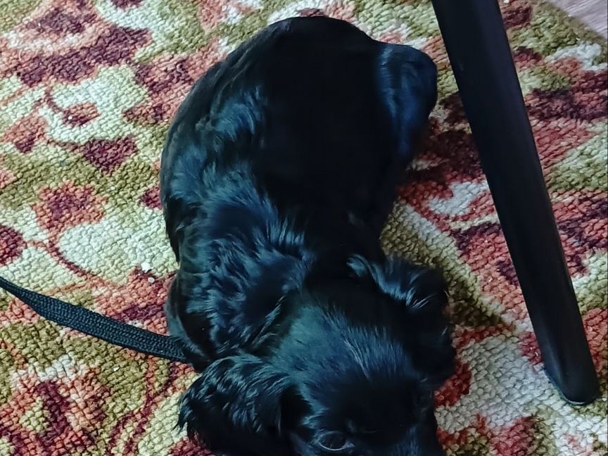 Русский охотничий спаниель