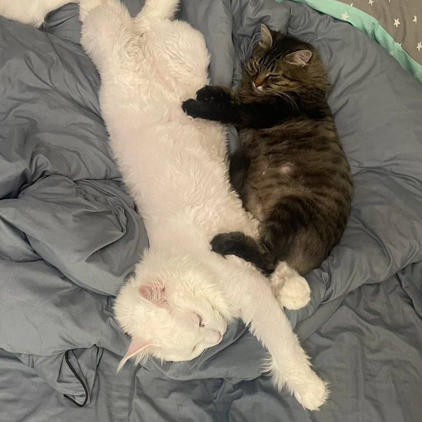 Мейн-кун, взрослый кот