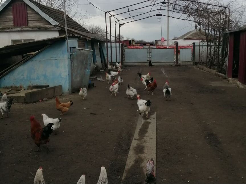 Продаю петушков козликов на мясо можно и на завод