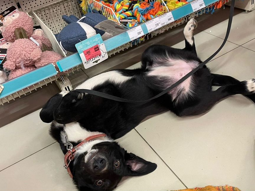 Щенок в добрые руки Марта