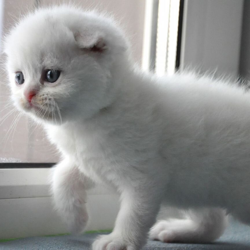 Шотландский вислоухий мальчик