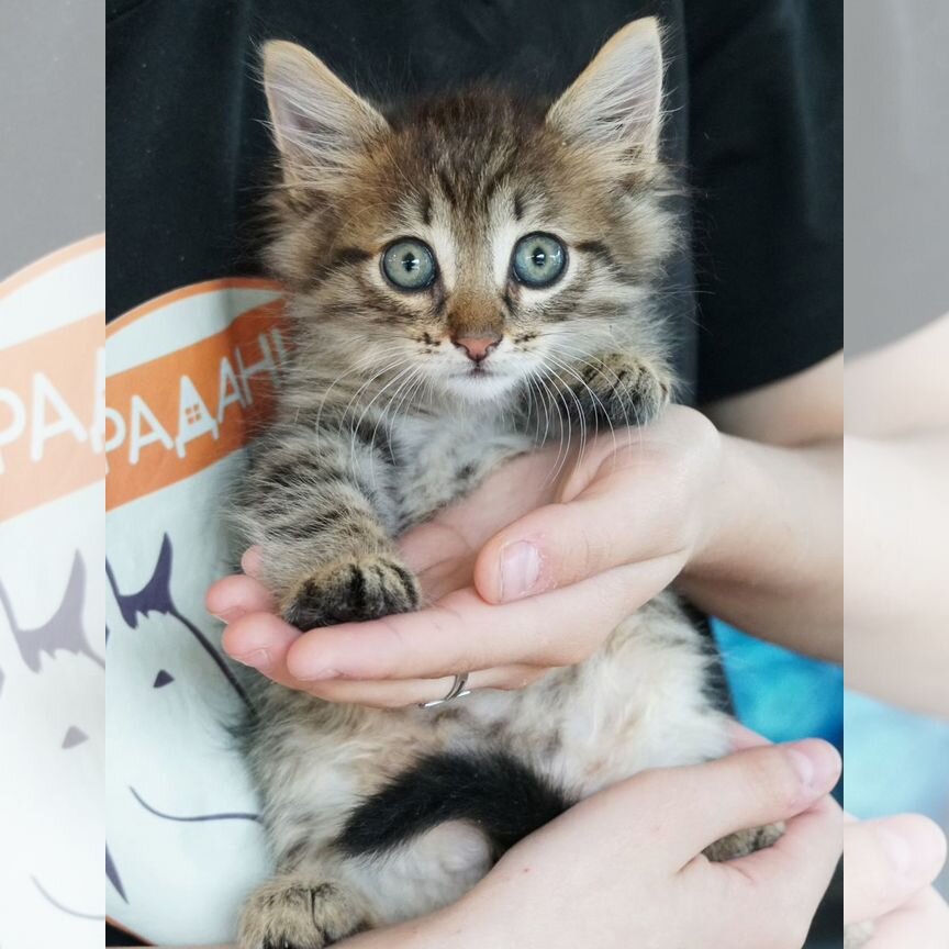 Отдам бесплатно в добрые руки котят и кошку