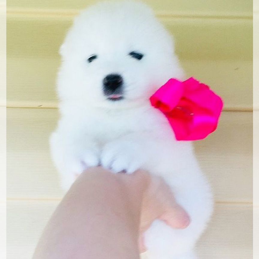 Красивенные белоснежные самоеды с документами