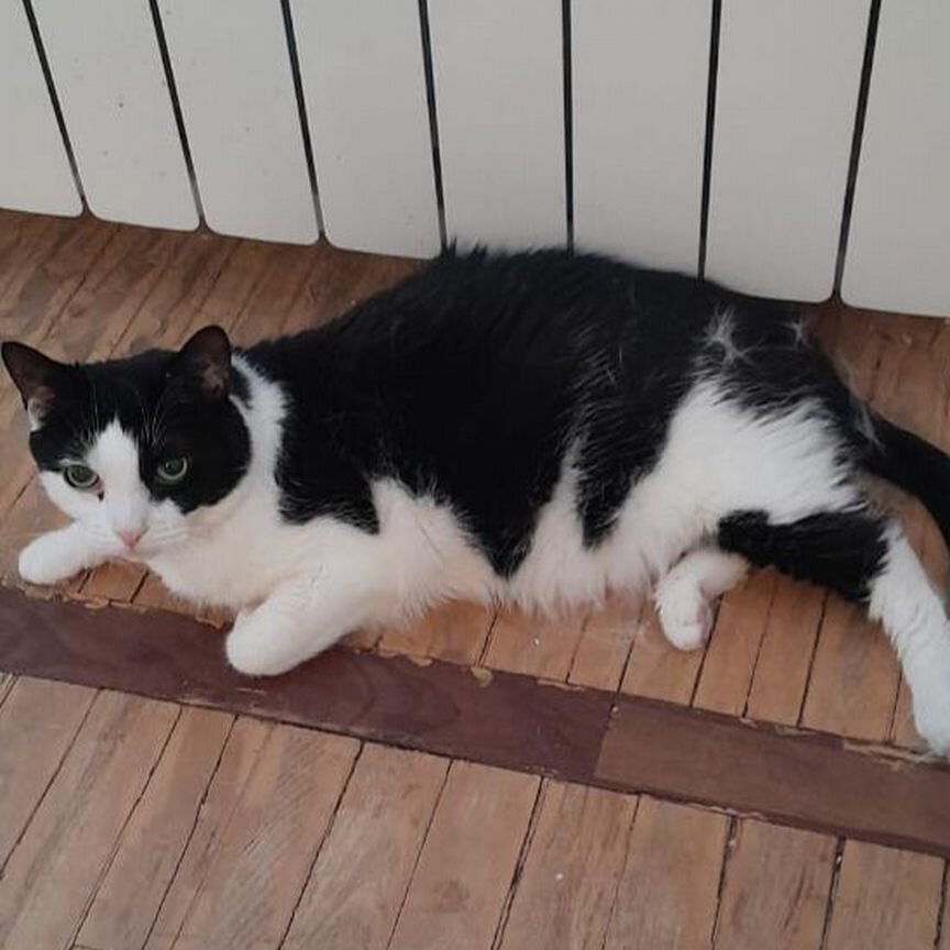 Котик Маркиз ищет добрый дом