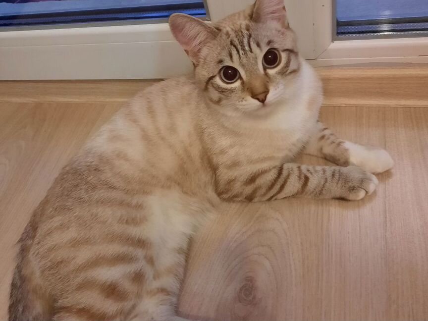 Котейка мальчишка