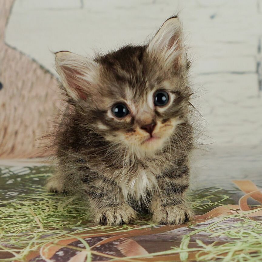 Лесные сибирские котята 2 месяца с документами