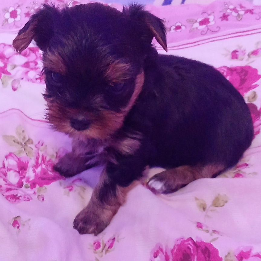 Йоркширский терьер, щенок